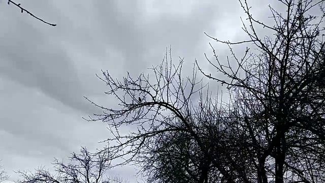 Весна, цветы, пение птиц...