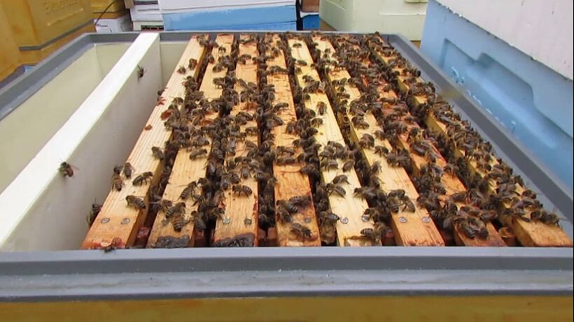 октябрь, пробую новую методику зимовки пчел на воле, в 12 рамочном улье Дадан - ответы на вопросы