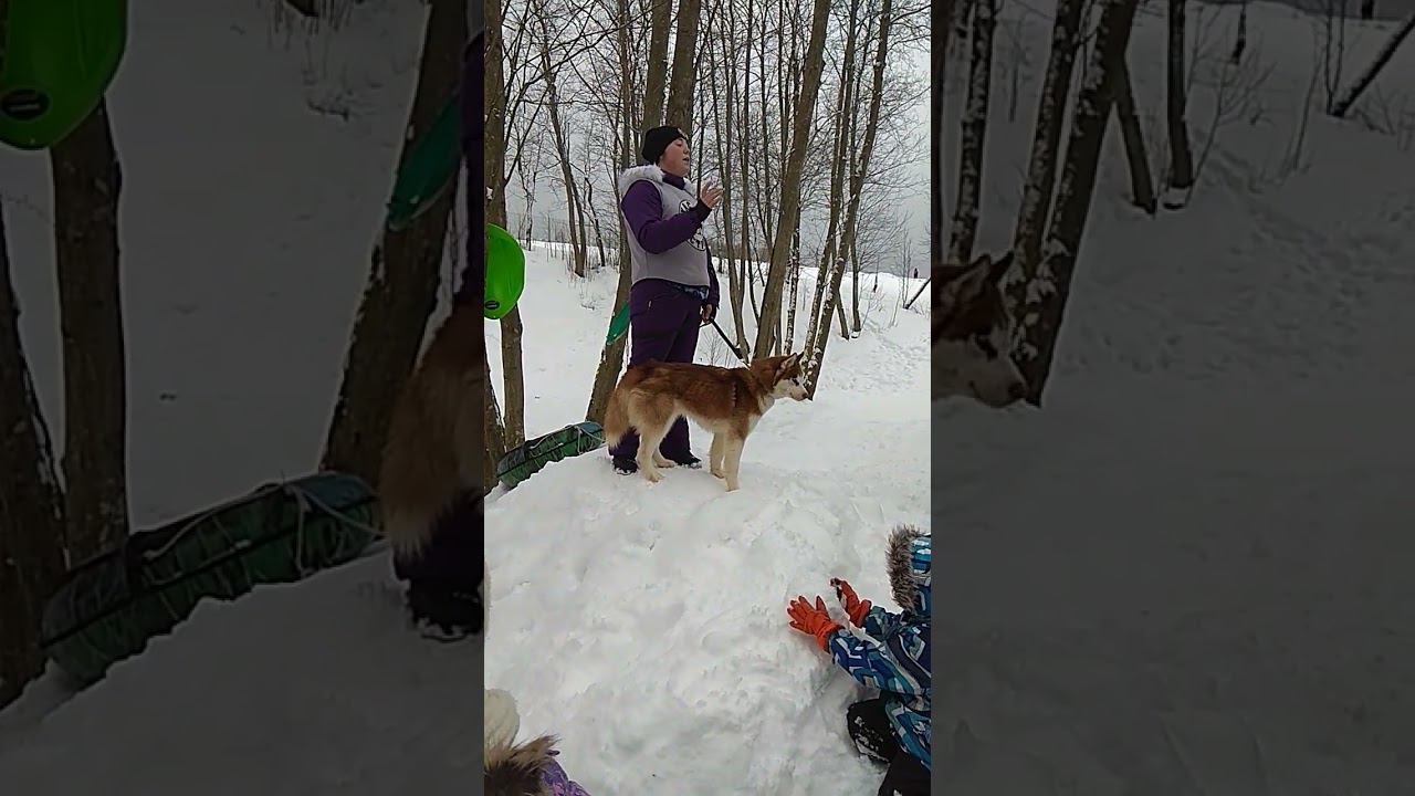 Героическая история из жизни лаек