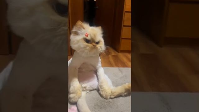 Кошка задумалась что нам об этом известно