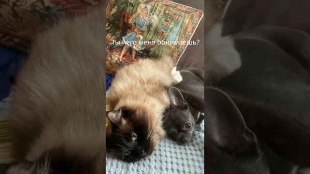 Гуффи и Веллес на сиесте