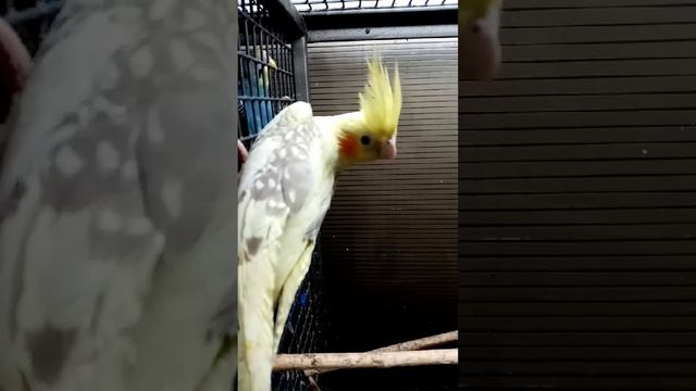 Молодой самец кореллы