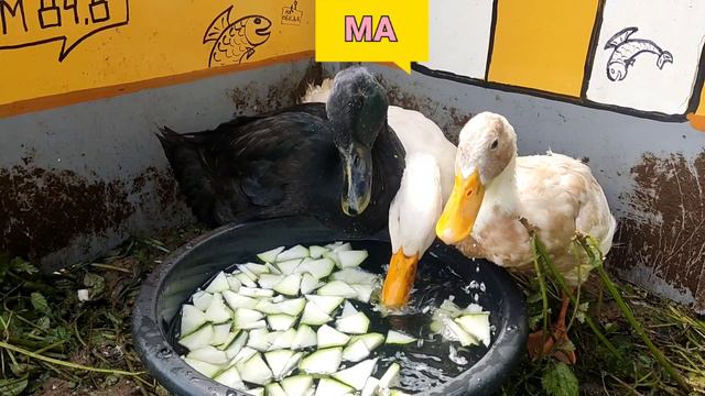 Кабачки на ДР