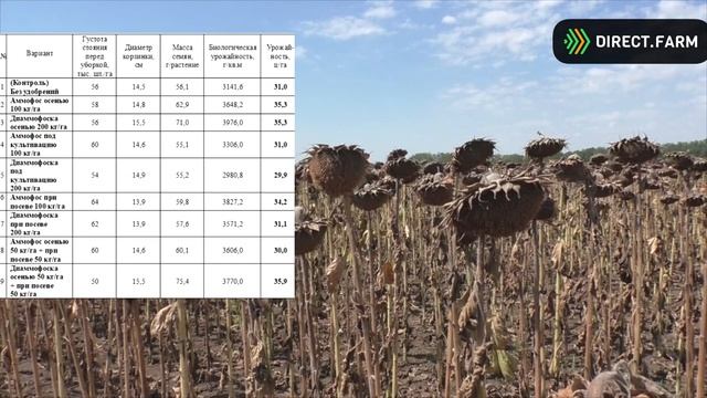 11 видео. Итог уборки эксперимента на подсолнечнике