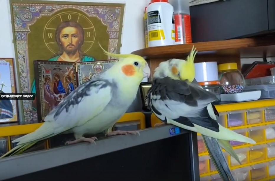 Ласковый Тоша...