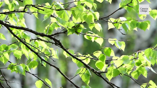 Песня "Весенний вечер". Стихи - С.Есенин, музыка - Кайрат Муминов