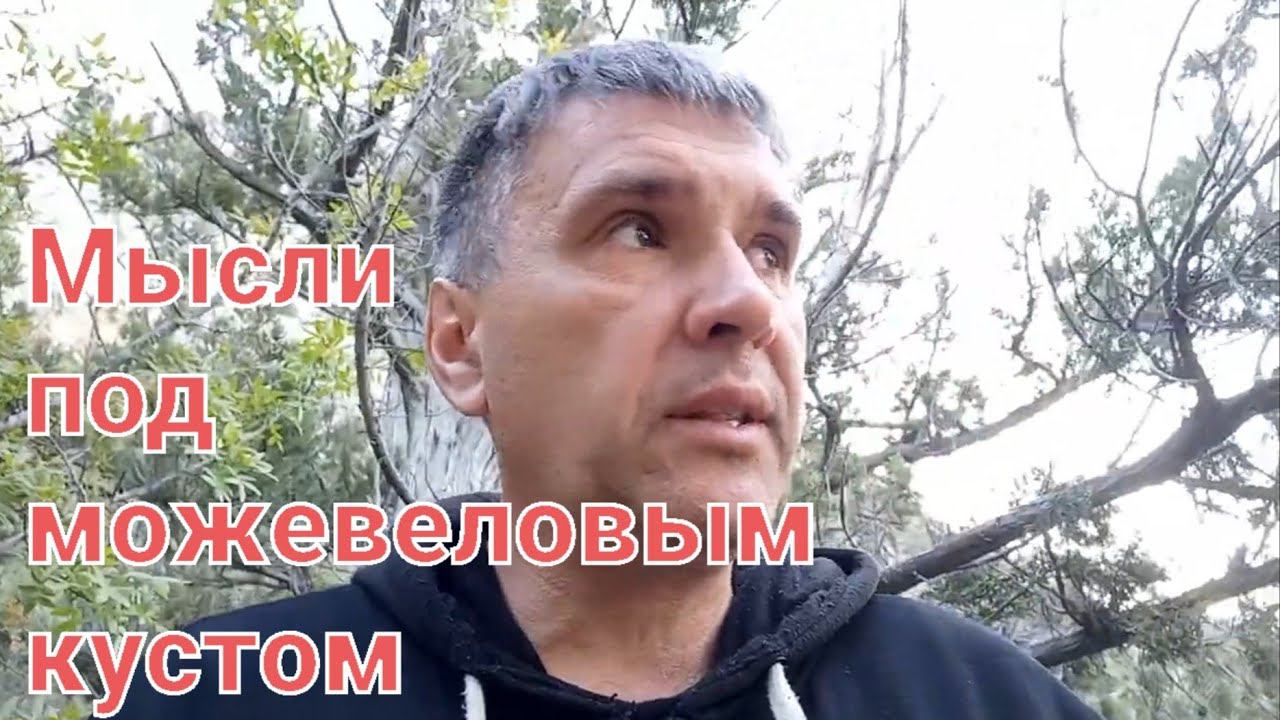 Мысли под можевеловым кустом.