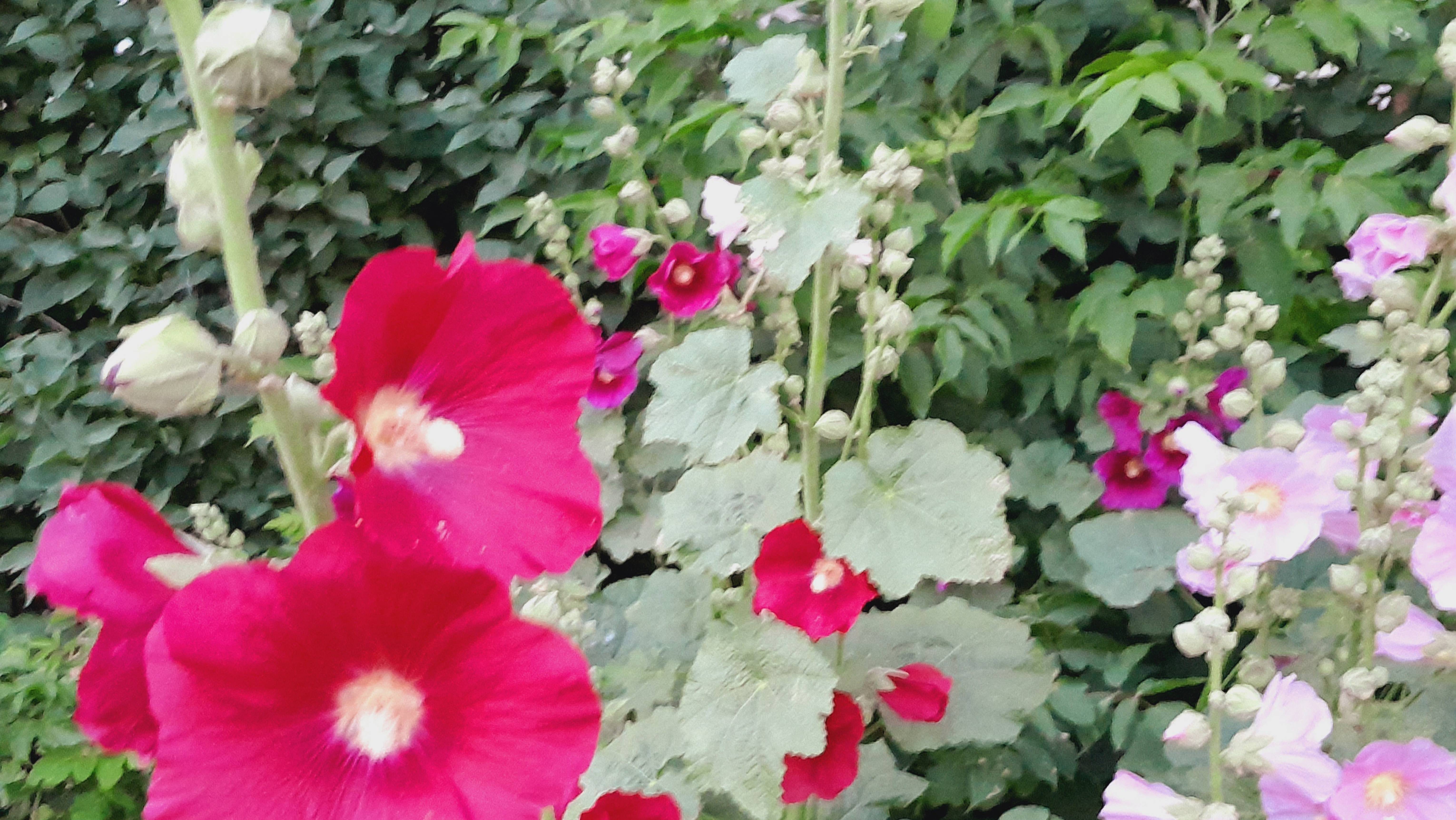 МАЛЬВЫ в БОЛЬШОМ СИБИРСКОМ ГОРОДЕ.