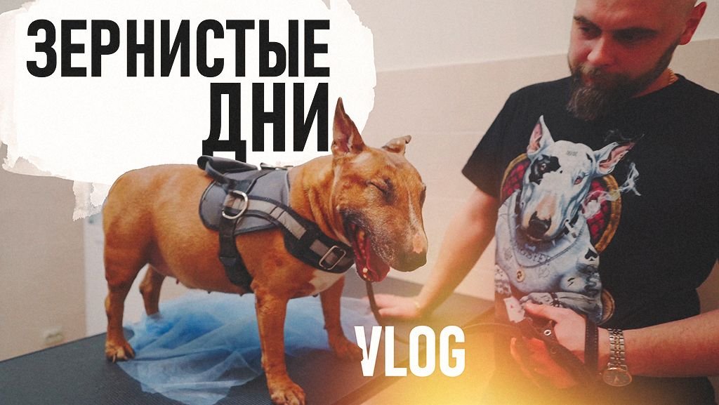 НАШЛИ ТАЙНИК в квартире! СвежеКОФЕ, ЧТЕНИЕ на ночь, УЖИН, Обследования СОБАК