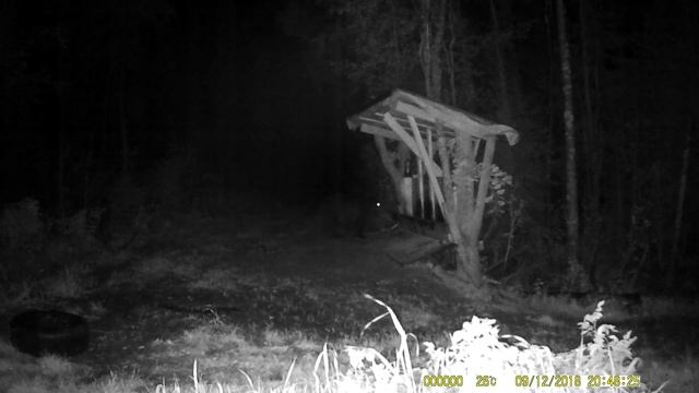 Медведи на кормушке, запечатлённые фото ловушкой. Часть № 24