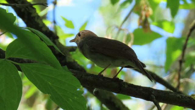 Соловей 2024_#2, Крылатское, 18 мая 2024