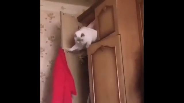 ПРИКОЛЫ С ЖИВОТНЫМИ.