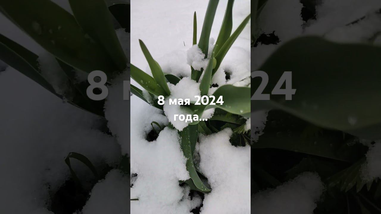 Выпал снег на 8 мая  #погода #весна #9мая #снегвесной #масловделе