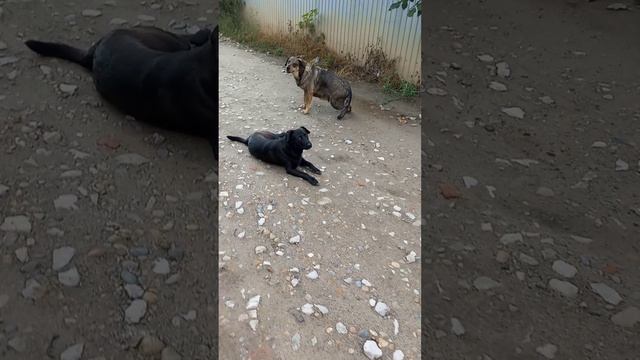 Три собаки, как три амбала. Мафия собак на дачах