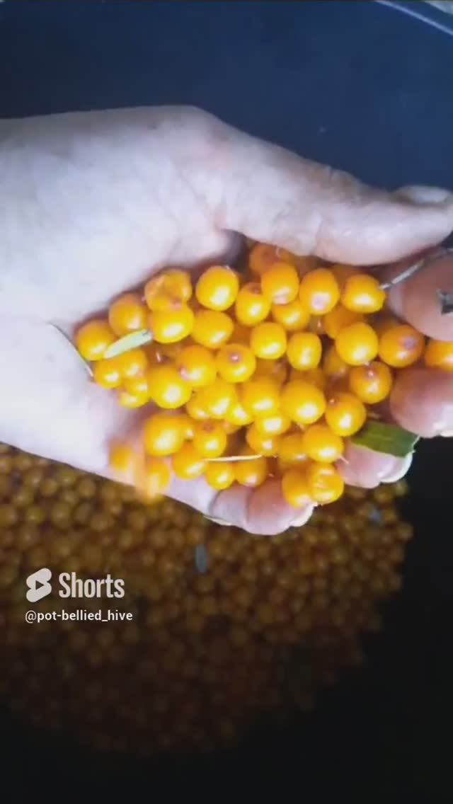 сбор облепихи #племянница обожает облепиху #sea buckthorn harvest #niece loves sea buckthorn