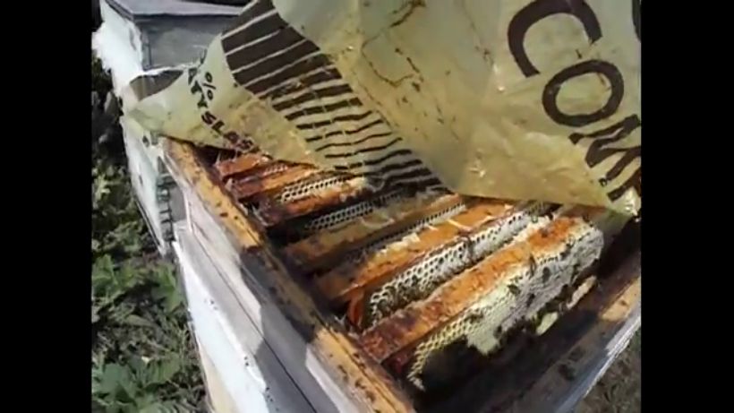 июньский отводок на плодную матку от роевой семьи, в августе дает товарный мед - часть 1