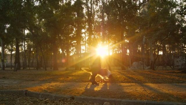 Яблони белые. Сергей Михайлов.