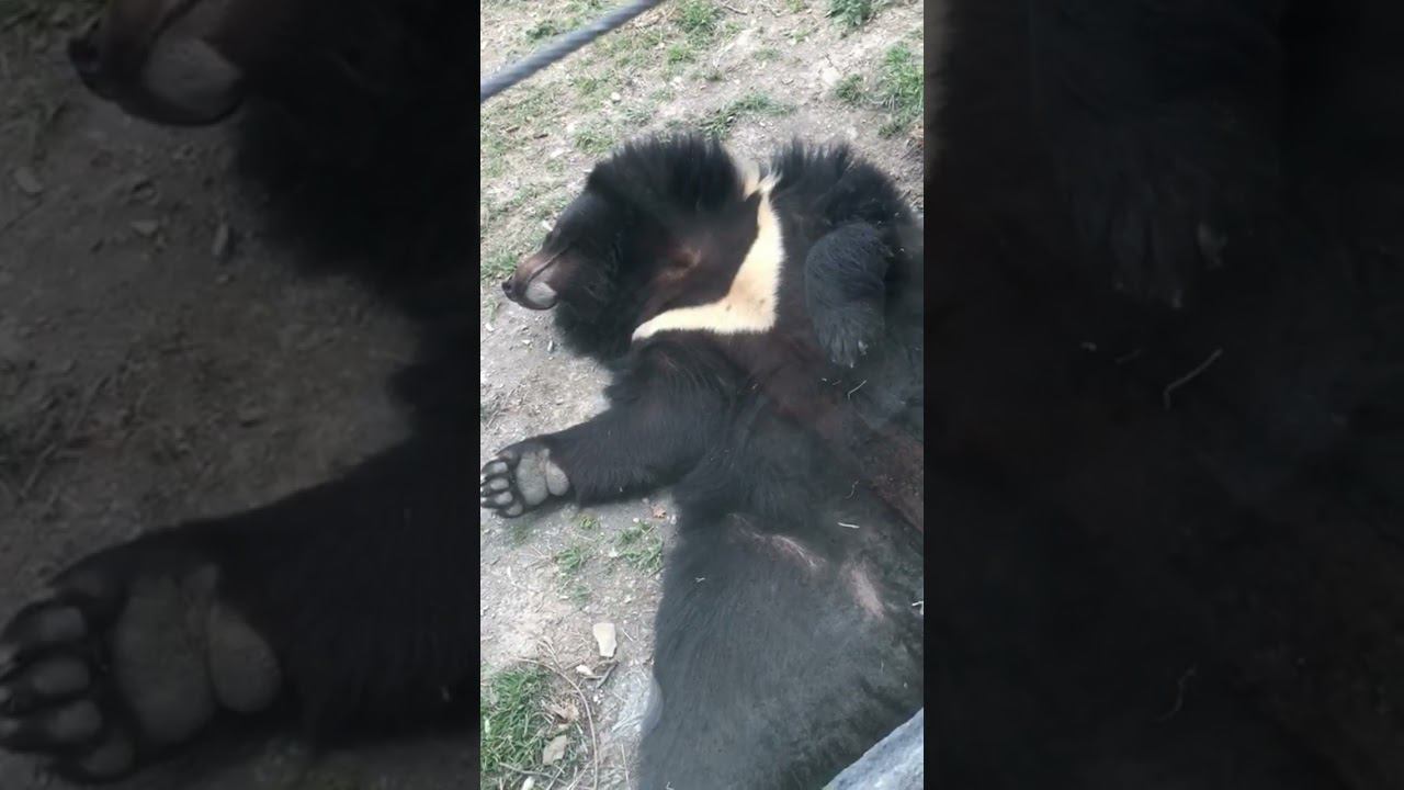 миша хочет спать