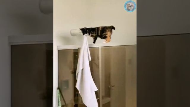 Смешные животные #55.mp4