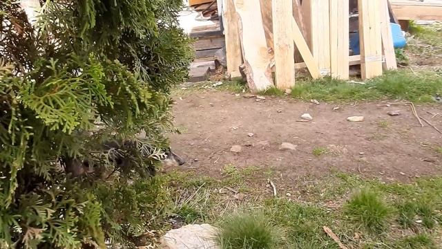 Спасение таксы из пруда!