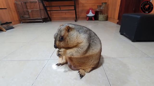 Сурок впервые пожевал бисквит