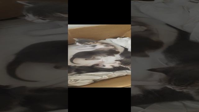Котята играют ч.2