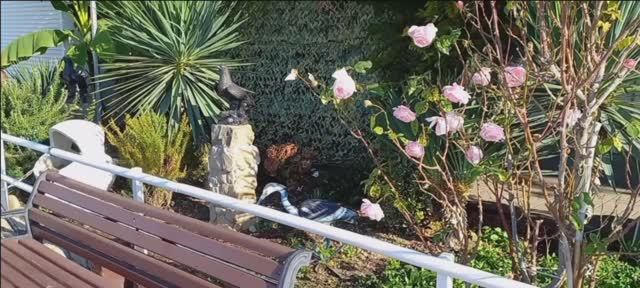 Сочи. Хоста. Часть 1. "Не нужен нам берег турецкий...". Бродилка по пляжам и скверам.