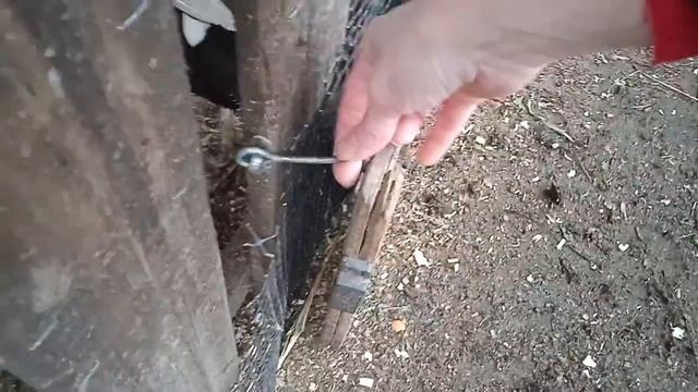 Ежегодные прививки у лошадей. Грипп _ Столбняк _ Сибирская язва