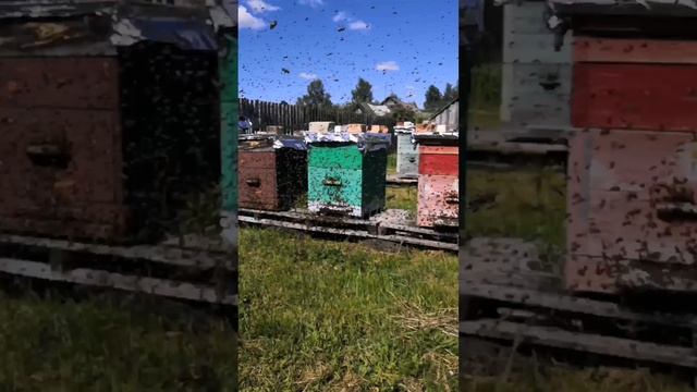 Вышел рой, первак