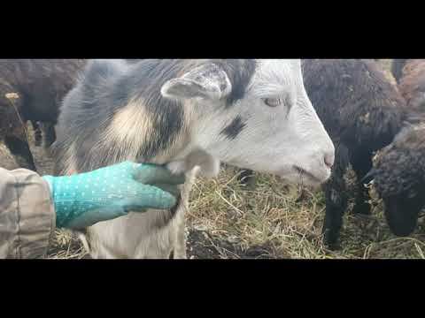 Вот это номер, Брежнева встретили.