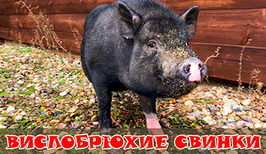 Вислобрюхие вьетнамские поросята.. Некрасовская дача. Ярославль.  Loose-bellied Vietnamese pigs.