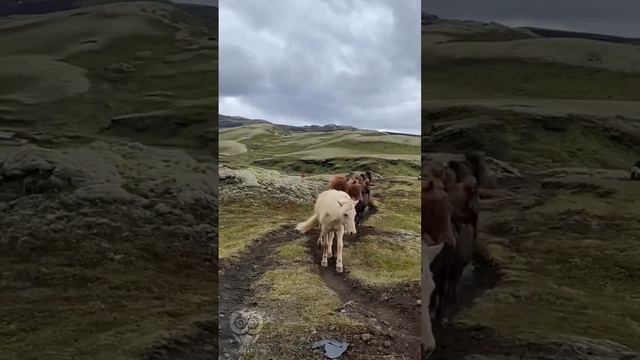 Так как глаза лошади находятся по бокам - их обзор составляет почти в 360 градусов.