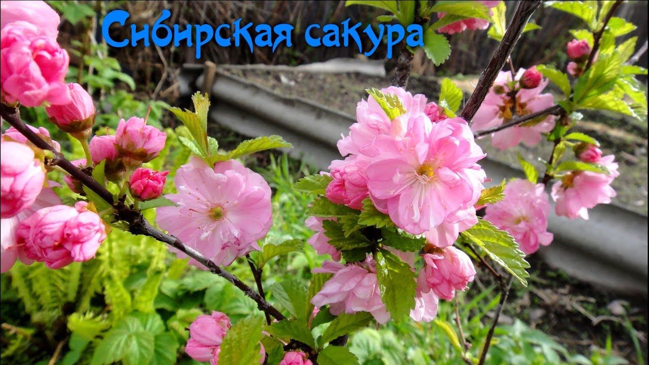 И в Сибири сакура цветет! съемки с 2013 по 2018 год