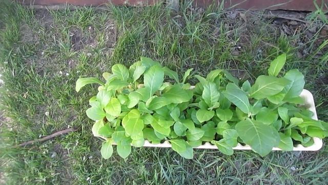 закаляем табак перед посадкой в открытый грунт