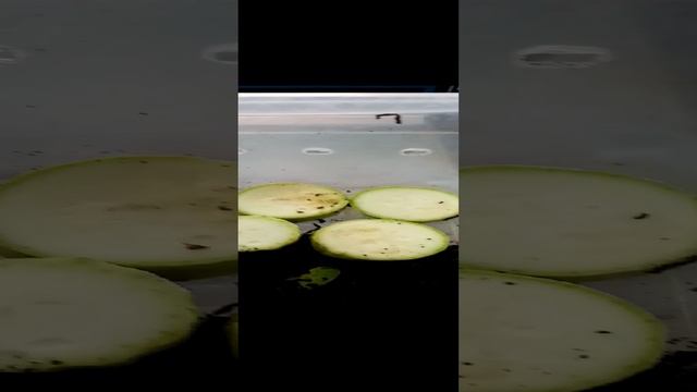 Улитки Ахатины сбежали