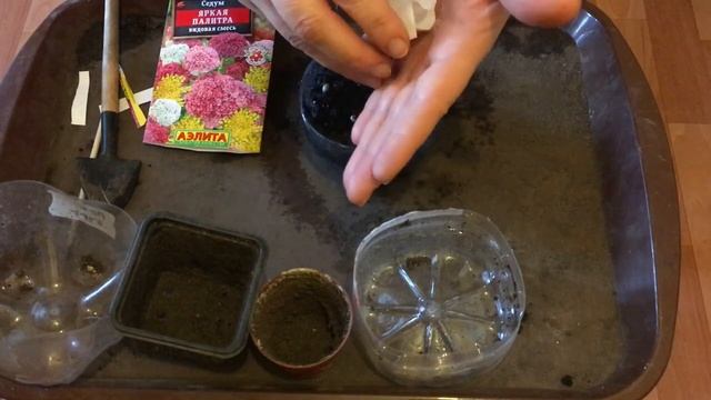 Мартовский посев цветов на рассаду . Портулак , седум , агератум ,львиный зев .