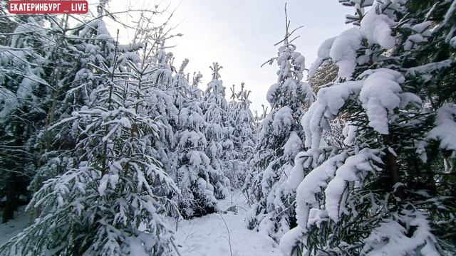 Екатеринбург ,Академический район
ЖК Суходольский,ЖК Мичуринский
Мичуринский лес.
Фотоклип 23.11.22