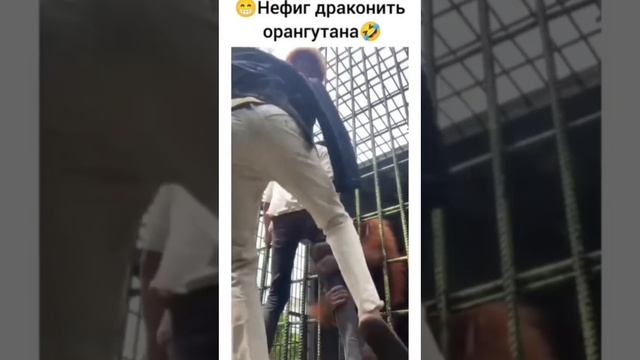 ?Ибо нечего лезть? Обезьян вцепился в посетителя)
