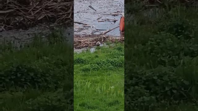 селезень в огороде.mp4