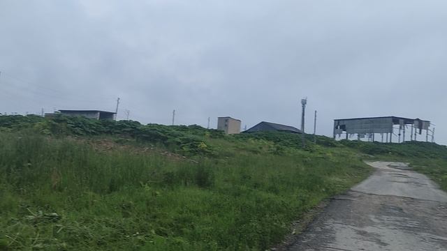 Плантации борщевика. с.Городище. Пермский край.