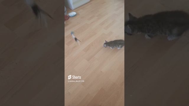 Игры с Таей ☺☺☺#игры #кошки #котята