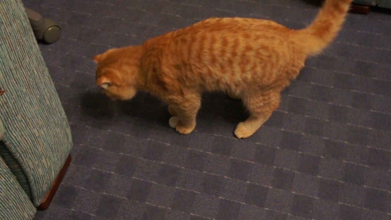 Кот Крош - 6 месяцев ... Играет )