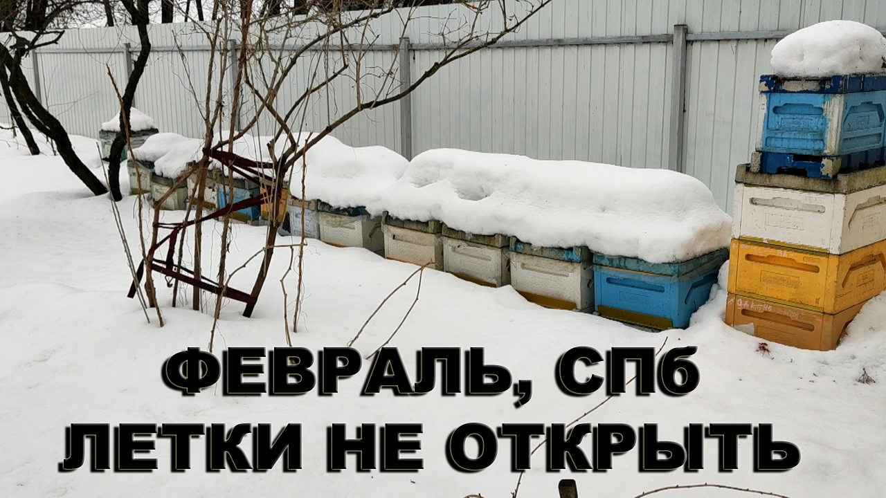 Середина февраля на пасеке, СПб.