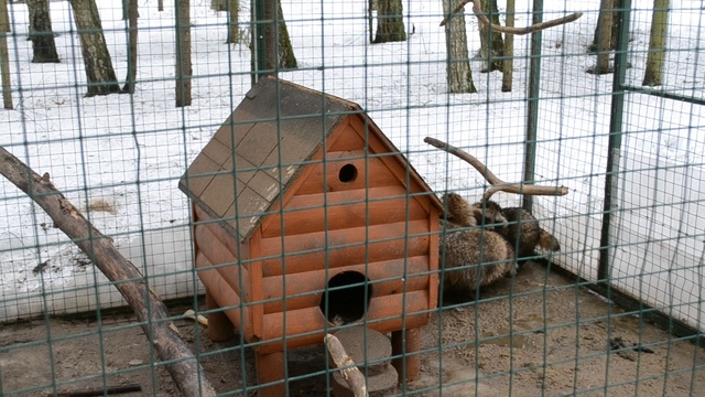 Детки в клетке