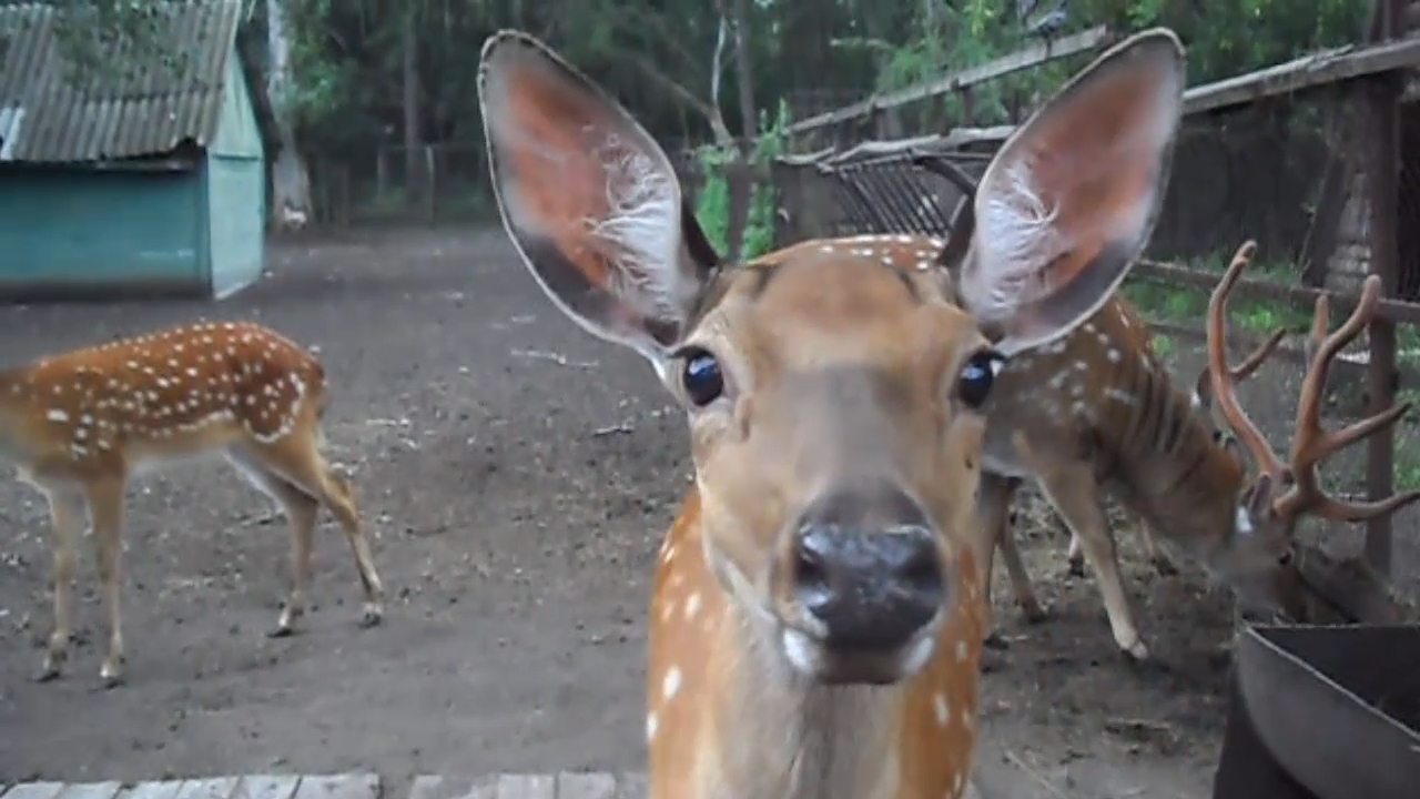 Олененок - пятнистый олень