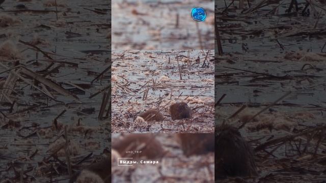 Выдры в озере Песчаное. Поселок Проран. Самара