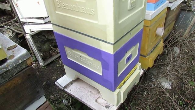 пересаживаю  пчел из улья Лысонь в улей BienenHaus на 8 рамок - обновление 7.06.2022