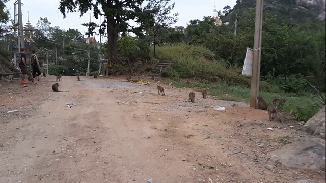 Wat Khao Takiab, Хуахин, Таиланд, гора обезьян