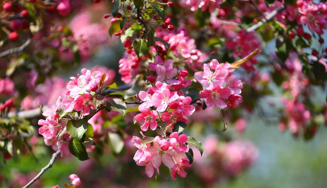 БОТАНИЧЕСКИЙ САД в ЯРОСЛАВЛЕ