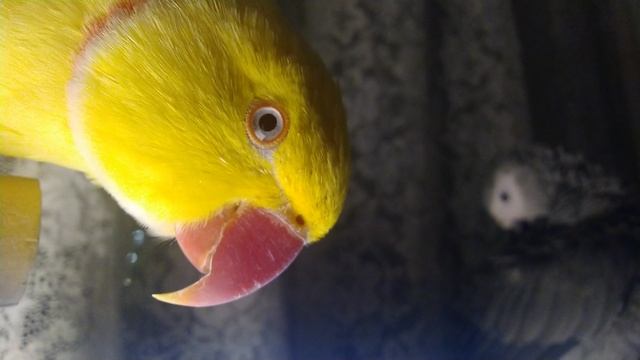 Редкие минуты отдыха для хозяев попугаев - это тогда, когда попугаи перебирают себе перышки